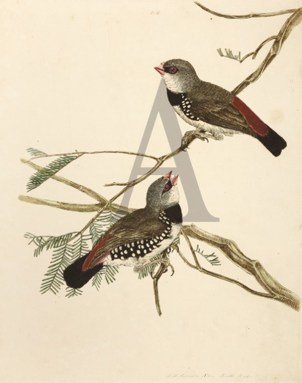 Spotted Gross-beak. - Antique Print Map Room