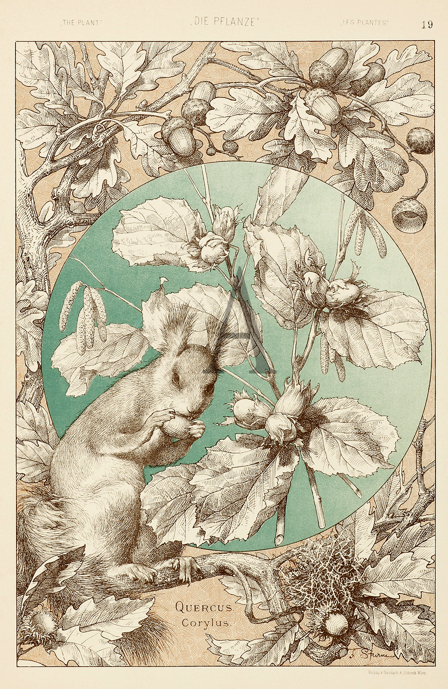 Quercus Corylus - Antique Print Map Room