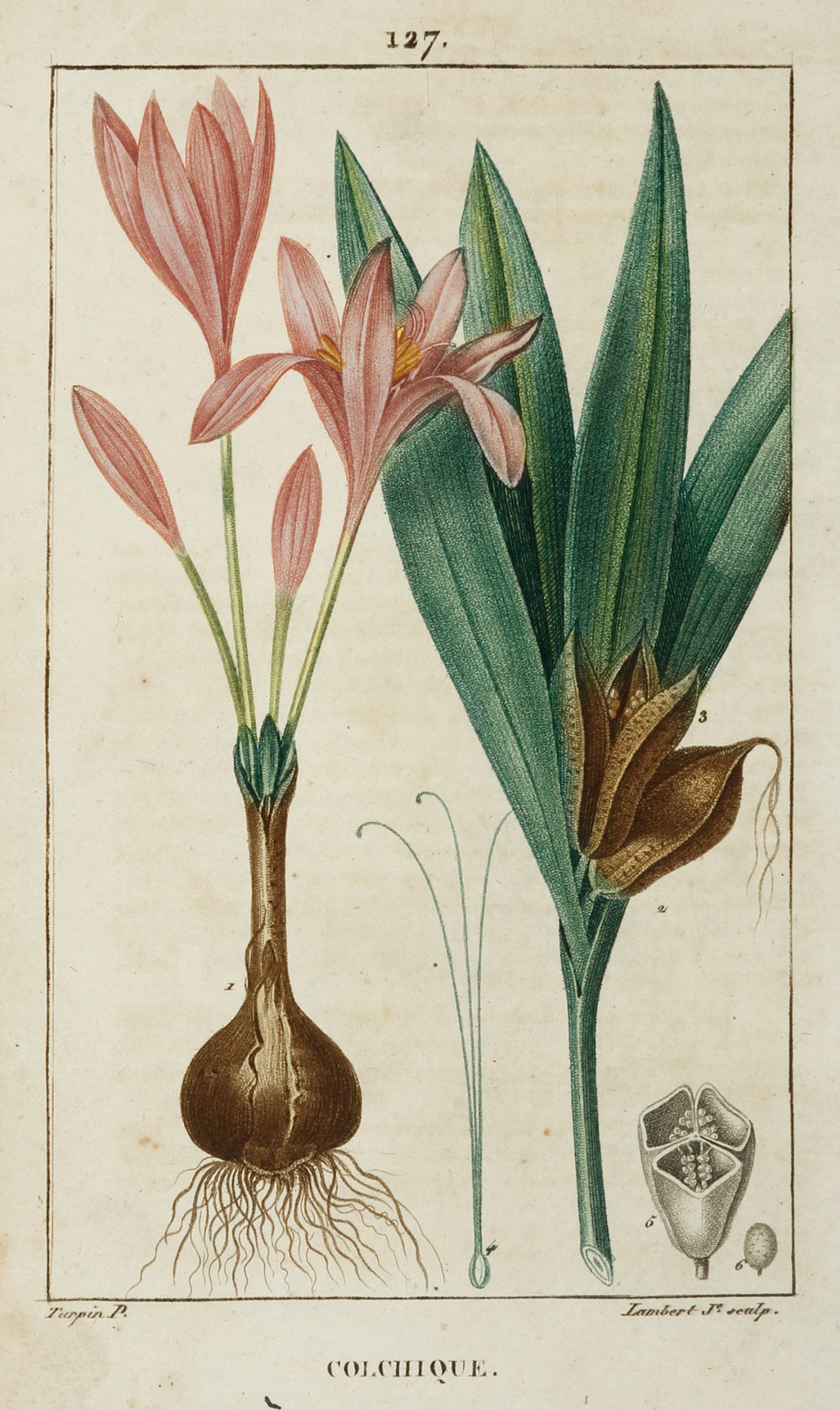 Colchique. [Crocus] - Antique Print Map Room