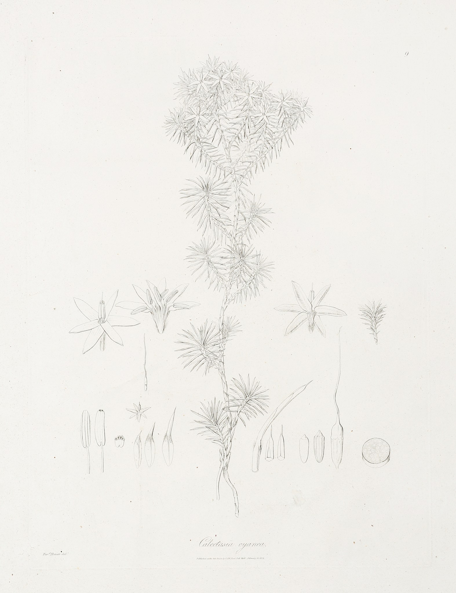 Calectasia cyanea - Antique Print Map Room