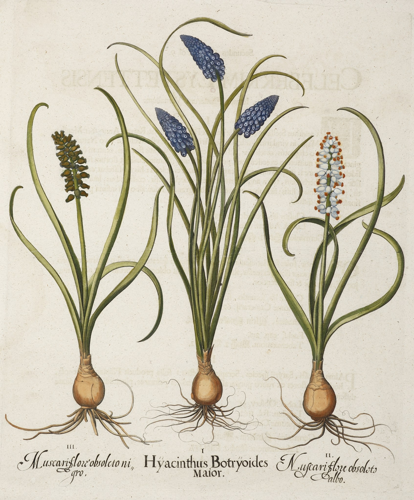 1. Hyacinthus Botryodies Major - Antique Print Map Room
