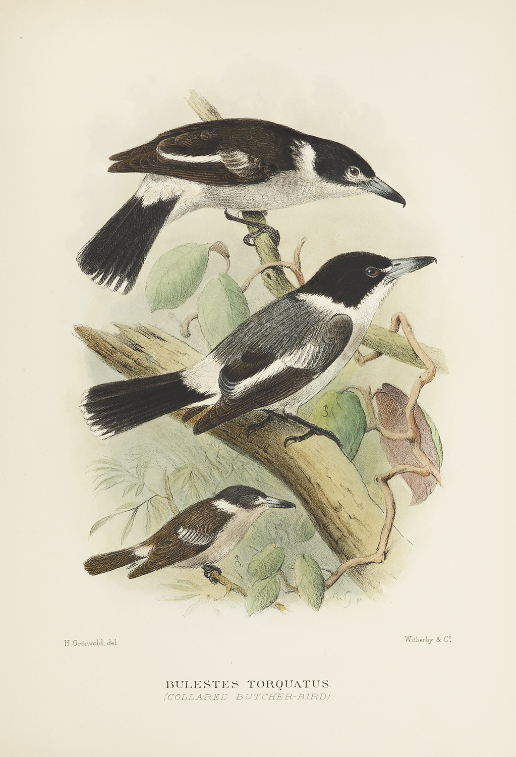 Bulestes Torquatus. (Collared Butcher-bird). | Antique Print Map Room