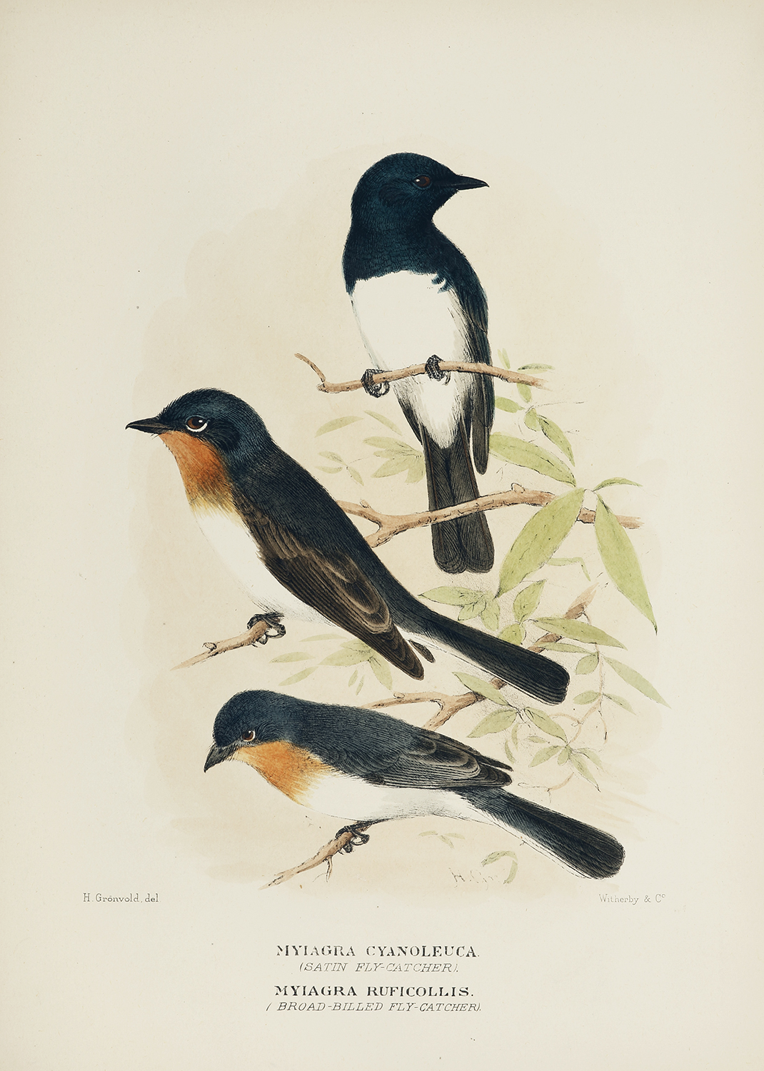 Myiagra cyanoleuca. (Satin Fly-catcher). Myiagra Ruficollis. (Broad ...