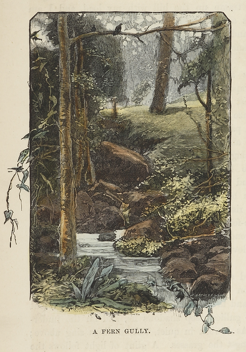 A Fern Gully. - Antique Print Map Room