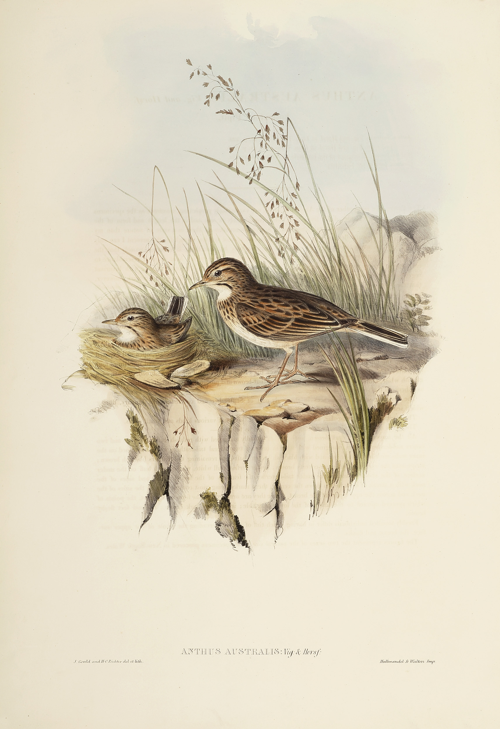 Anthus Australis: Vig. & Horsf. - Antique Print Map Room