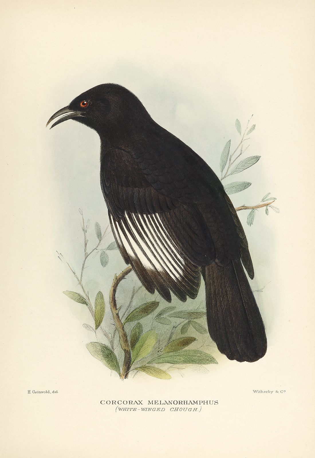 Corcorax Melanorhamphus (White-Winged Chough.) - Antique Print Map Room