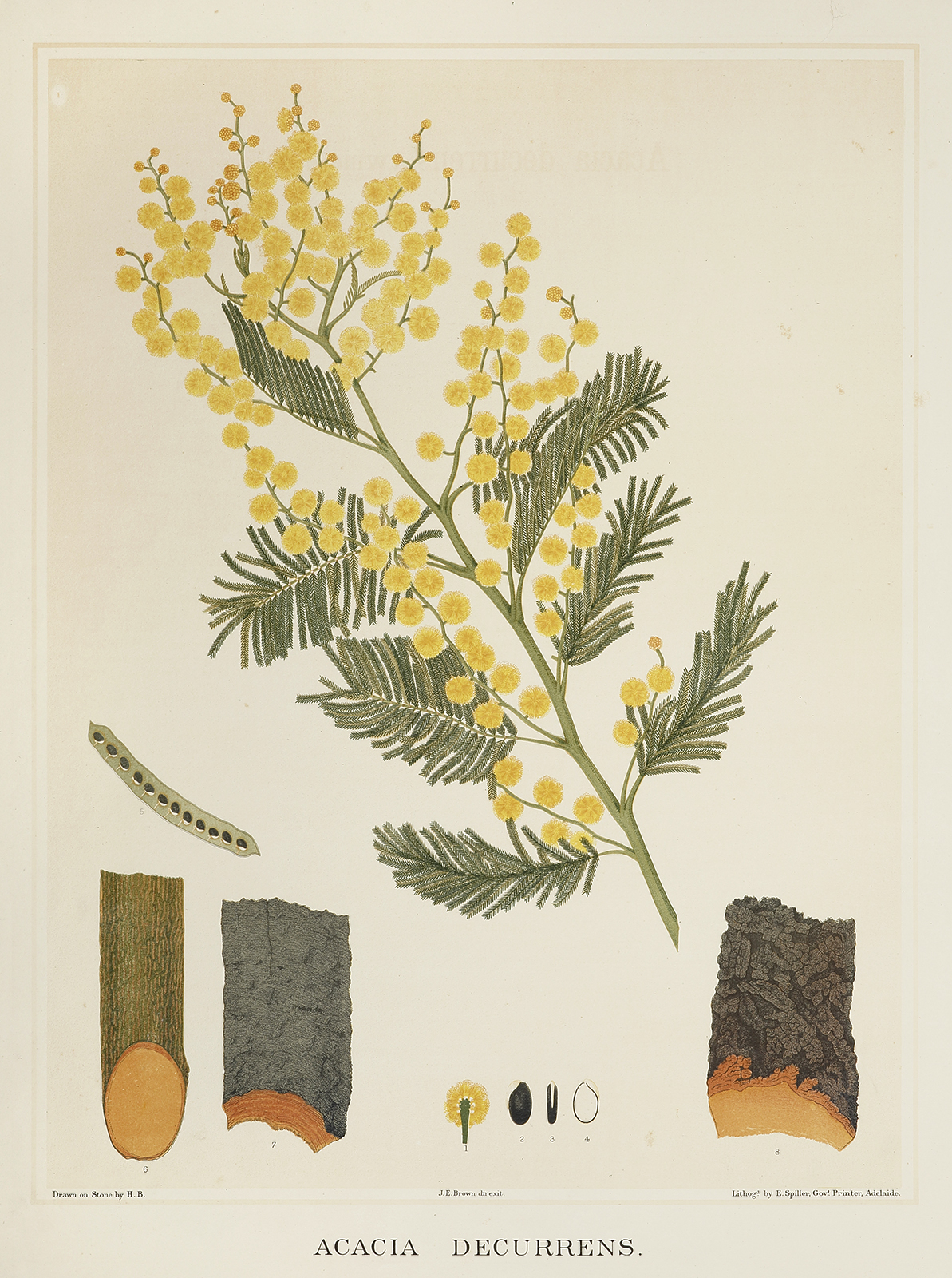 Acacia Decurrens - Antique Print Map Room