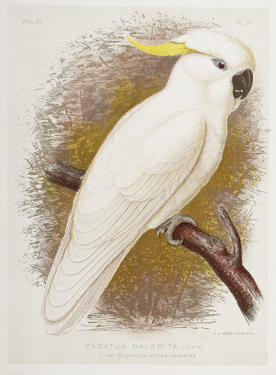 Cacatua Galerita. Great Sulphur-crested cockatoo. - Antique Print Map Room