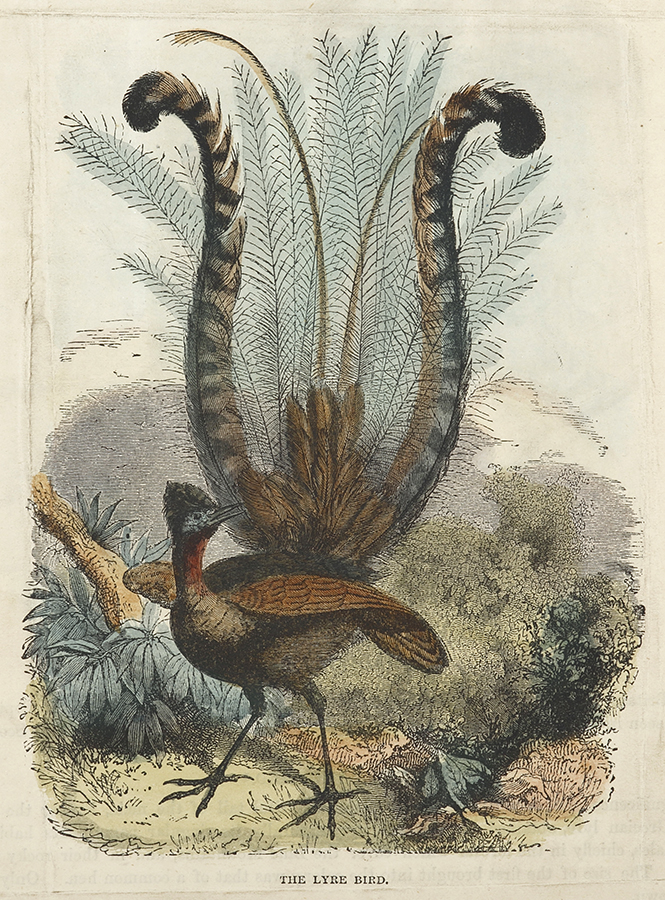 The Lyre Bird. - Antique Print Map Room