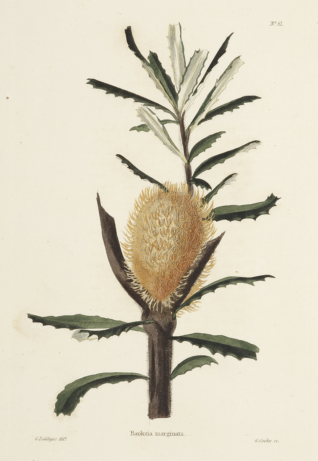 Banksia Marginata. Tetrandria monogynia. - Antique Print Map Room