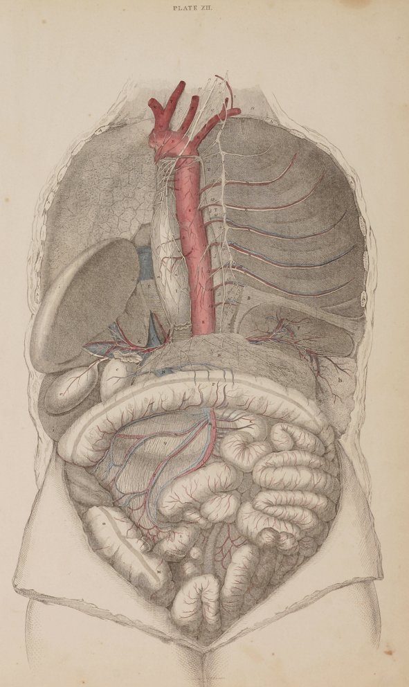 Vascular - Antique Print Map Room
