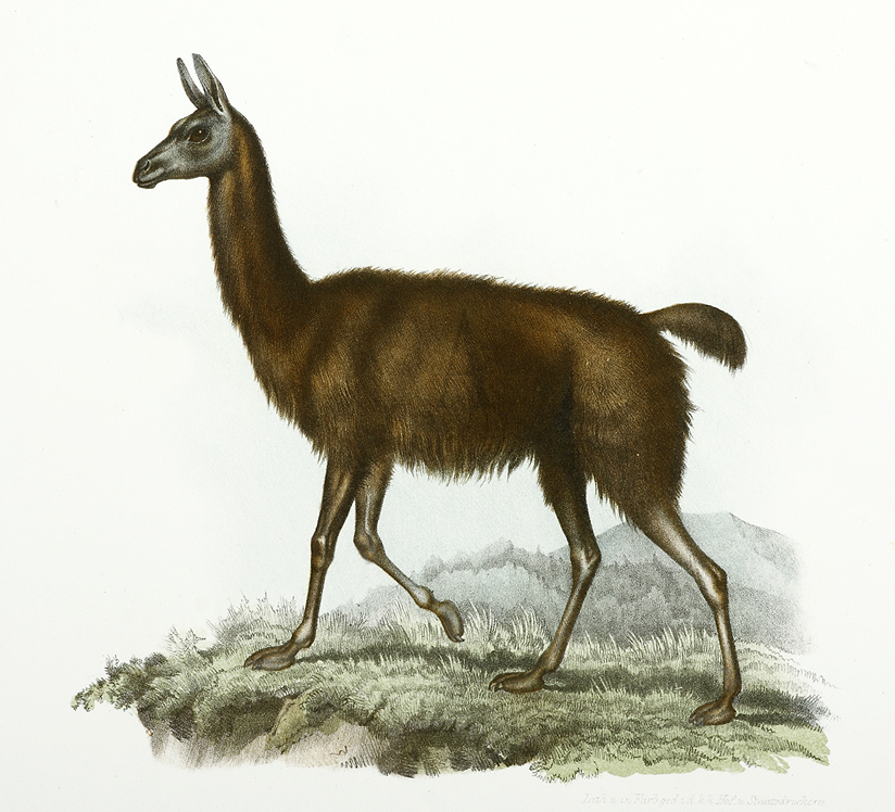 Der Huanaco Auchenia Huanaco. - Antique Print Map Room