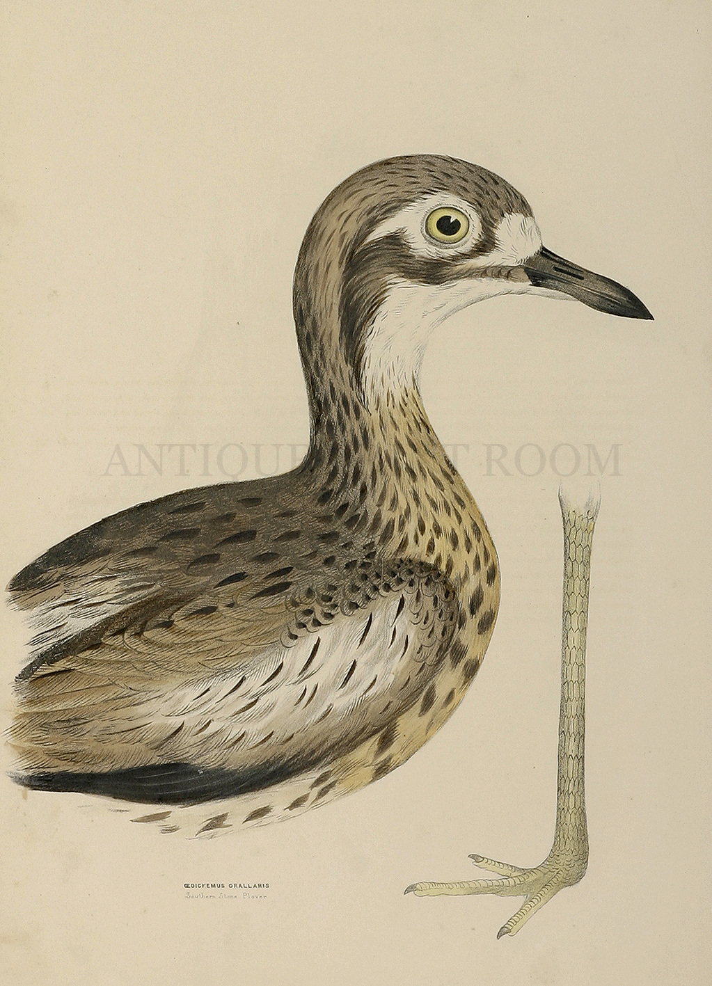 Southern Stone Plover - Antique Print Map Room