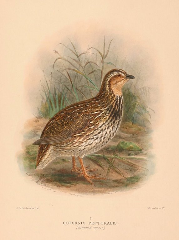 STUBBLE QUAIL | Antique Print Map Room