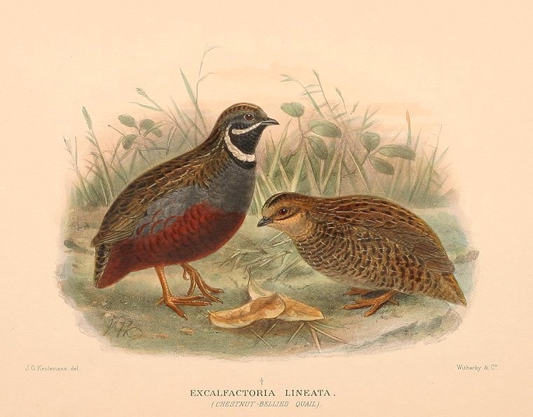 KING QUAIL - Antique Print Map Room