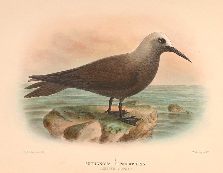 LESSER NODDY - Antique Print Map Room