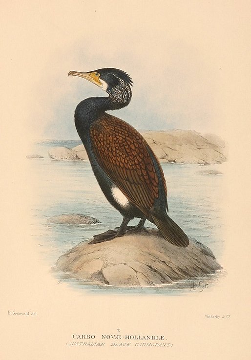BLACK CORMORANT | Antique Print Map Room