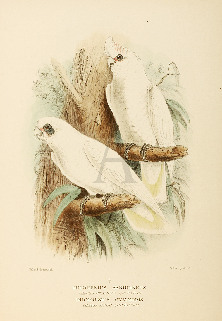 LITTLE CORELLA - Antique Print Map Room