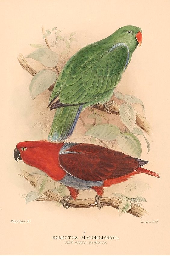 ECLECTUS PARROT - Antique Print Map Room