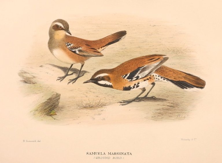 WESTERN QUAIL THRUSH - Antique Print Map Room