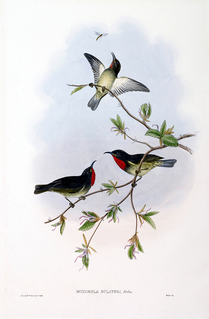 Myzomela sclateri - Antique Print Map Room