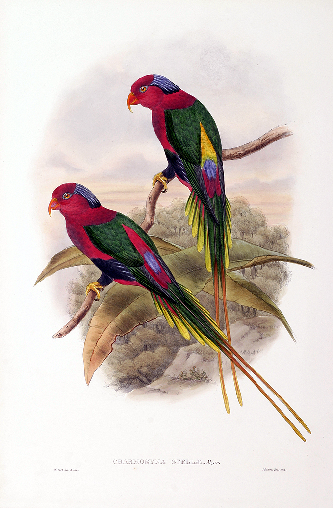 Stella Parrakeet - Charmosyna stellae - Antique Print Map Room