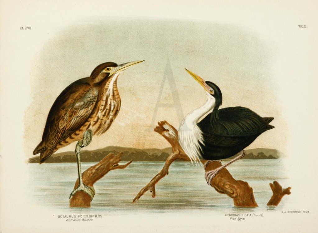 Botaurus Poiciloptilus. Australian Bittern. Herodias Picata. Pied Egret ...