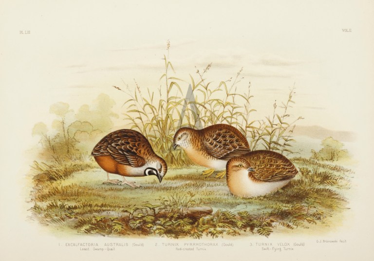 1. Excalfactoria Australis. Least Swamp-Quail. 2. Turnix Pyrrhothorax ...