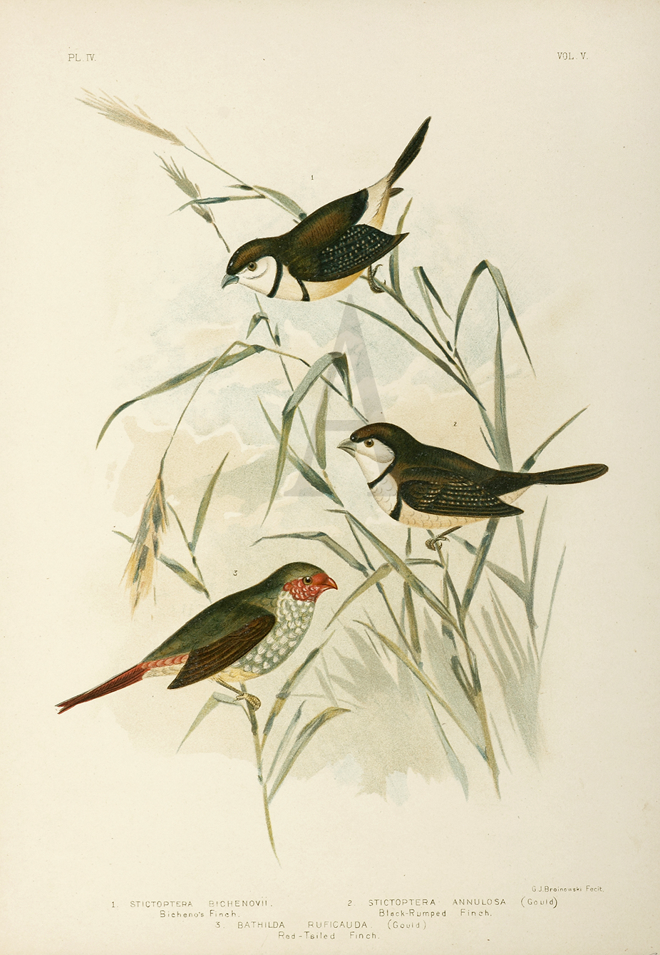 1.Stictoptera Bichenovii. Bicheno's Finch. 2.Stictoptera Annulosa ...