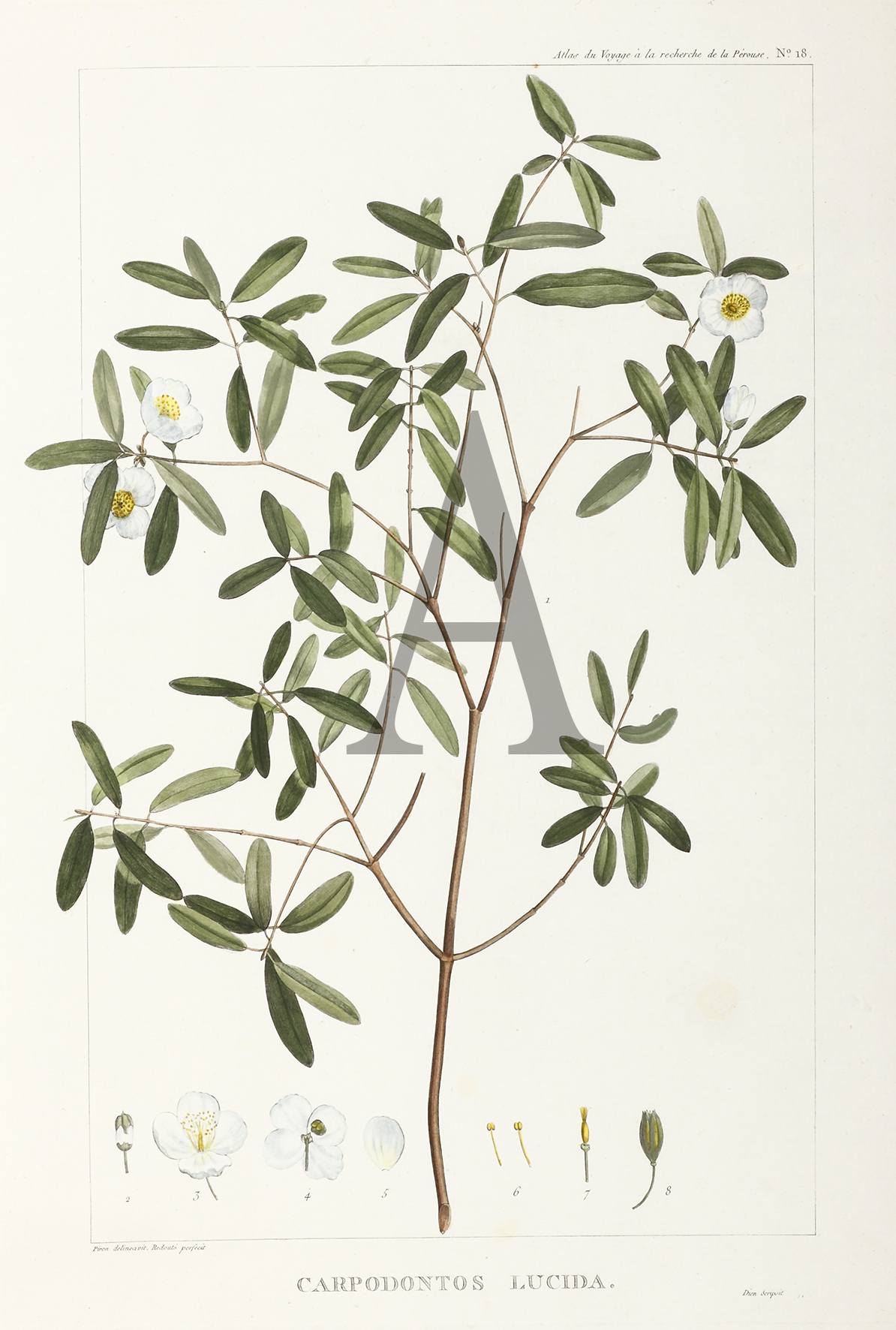 Carpodontos Lucida. - Antique Print Map Room