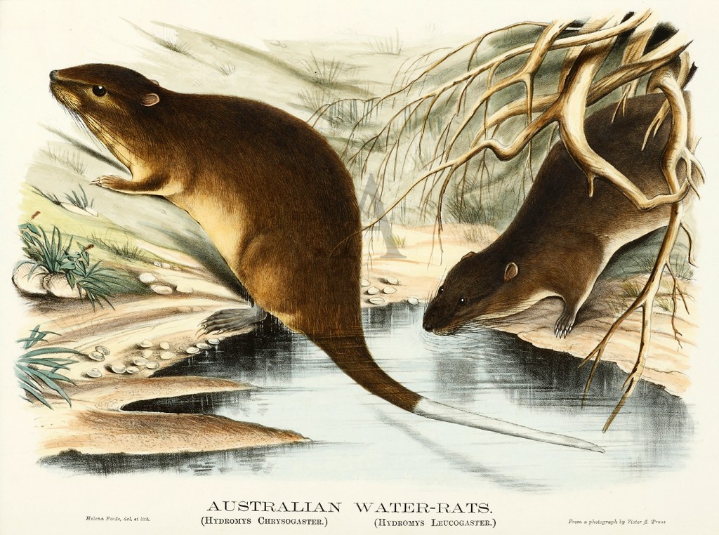Australian Water-Rats. (Hydromys Chrysogaster) (Hyrdromys Leucogaster ...