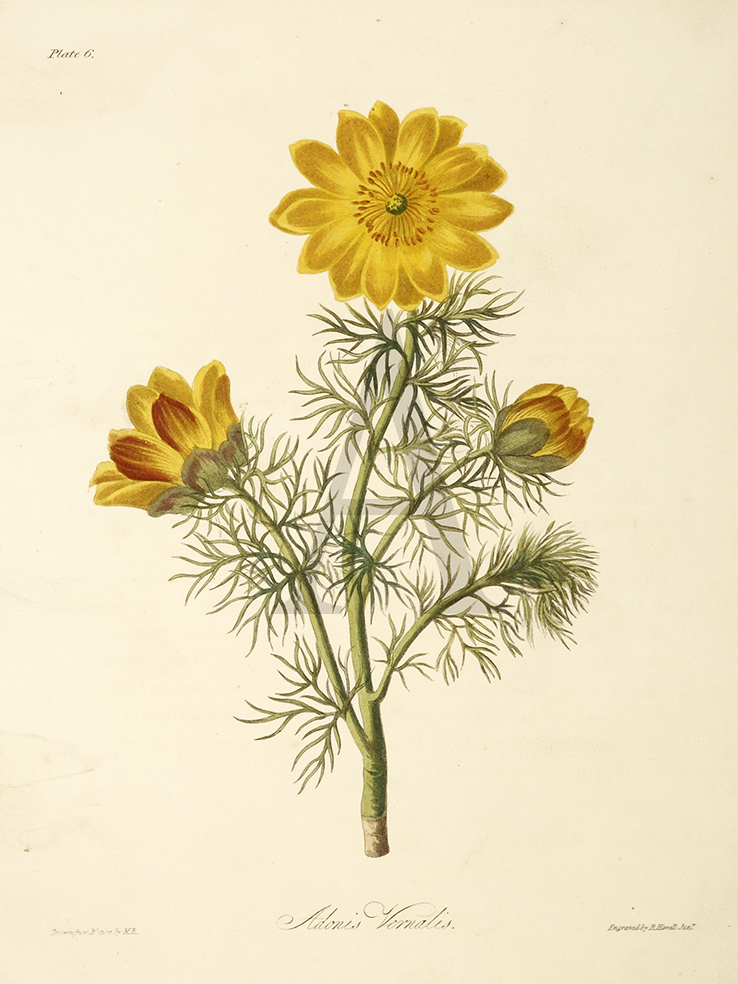Adonis Vernalis - Antique Print Map Room
