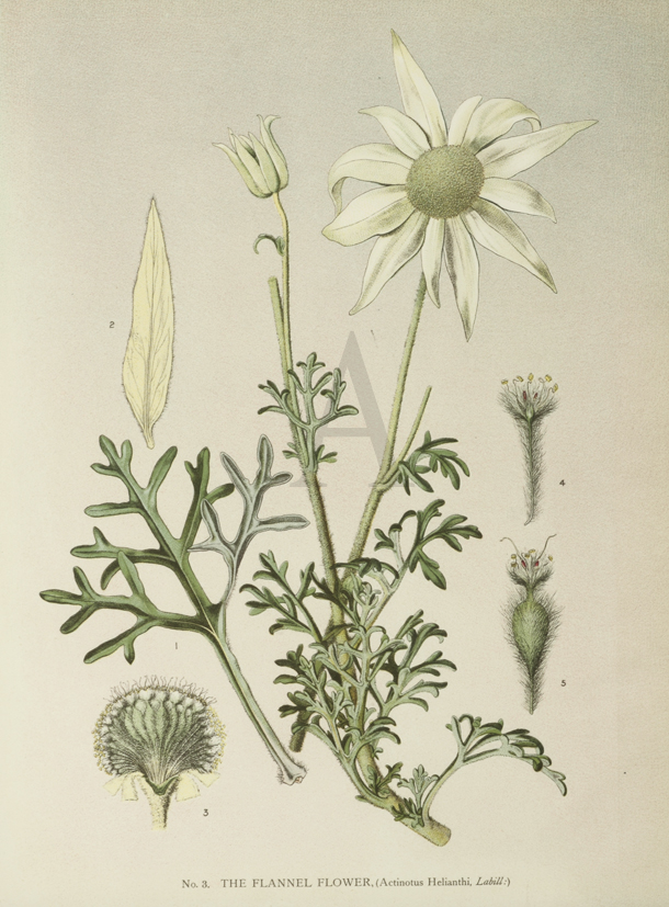 The Flannel Flower. (Actinotus Helianthi, Labill:) - Antique Print Map Room