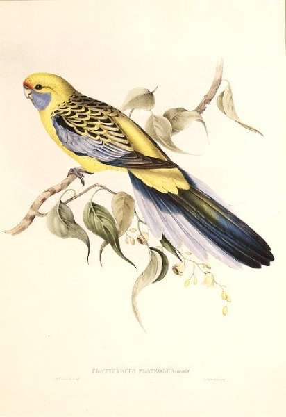 Yellow Rosella - Antique Print Map Room
