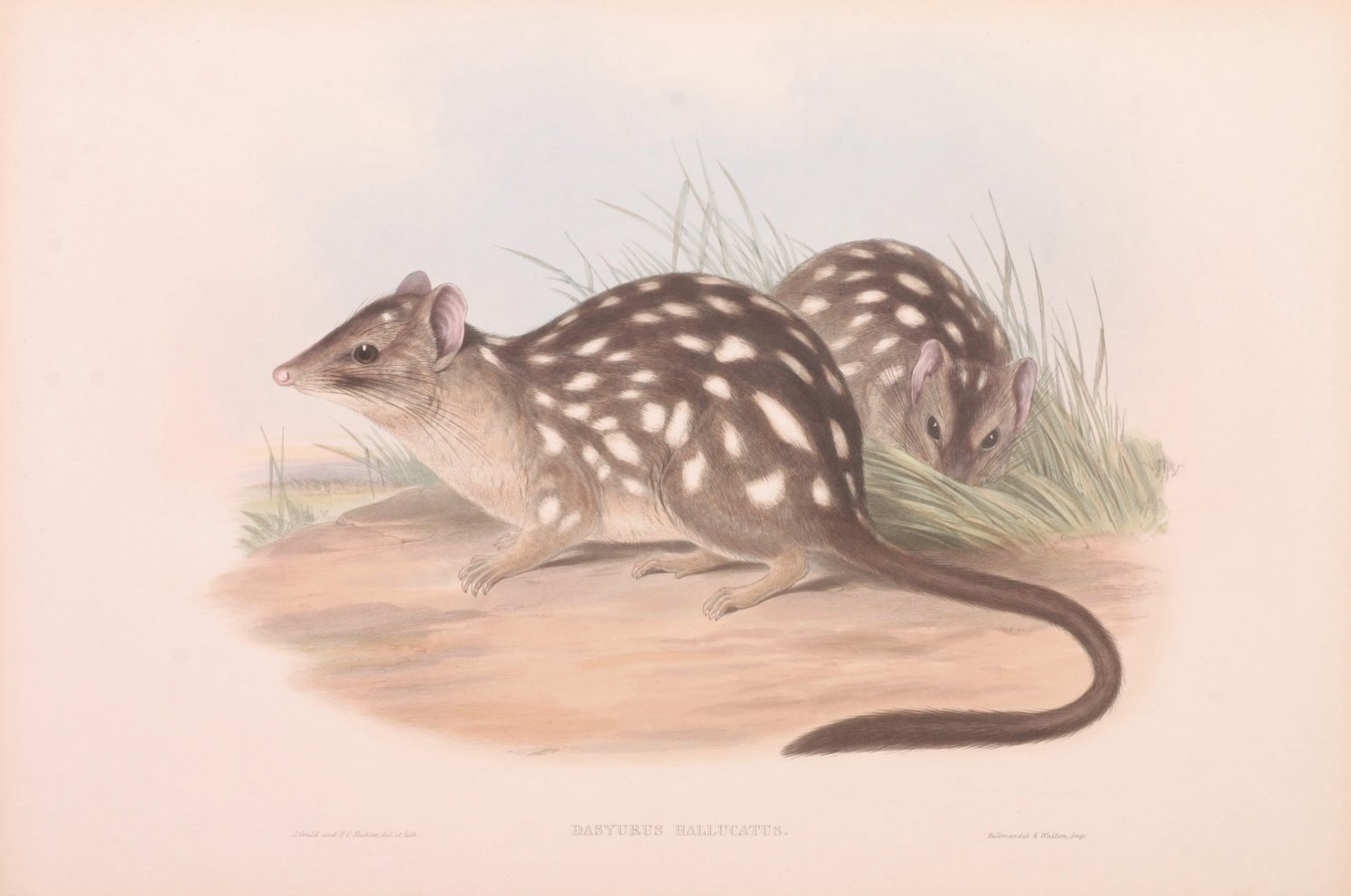 Dasyurus hallucatus | Antique Print Map Room