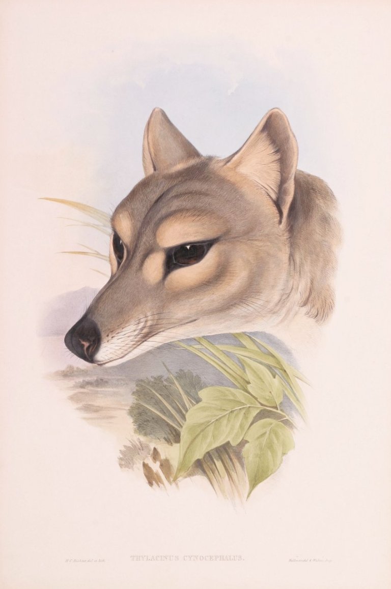 Thylacine cynocephalus - Antique Print Map Room