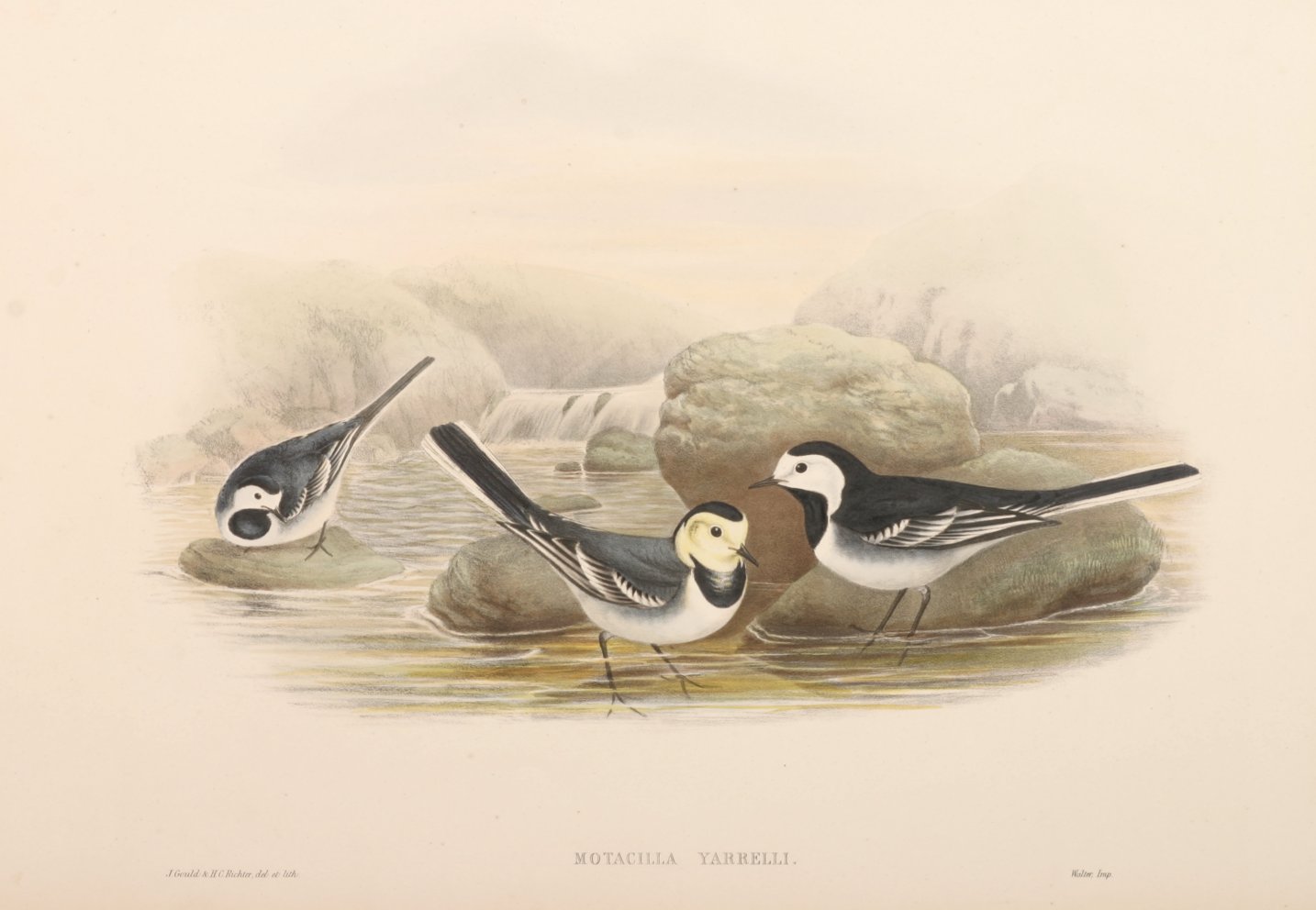 Motacilla yarelli - Antique Print Map Room