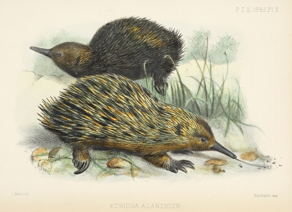 Echidna Acanthion - Antique Print Map Room