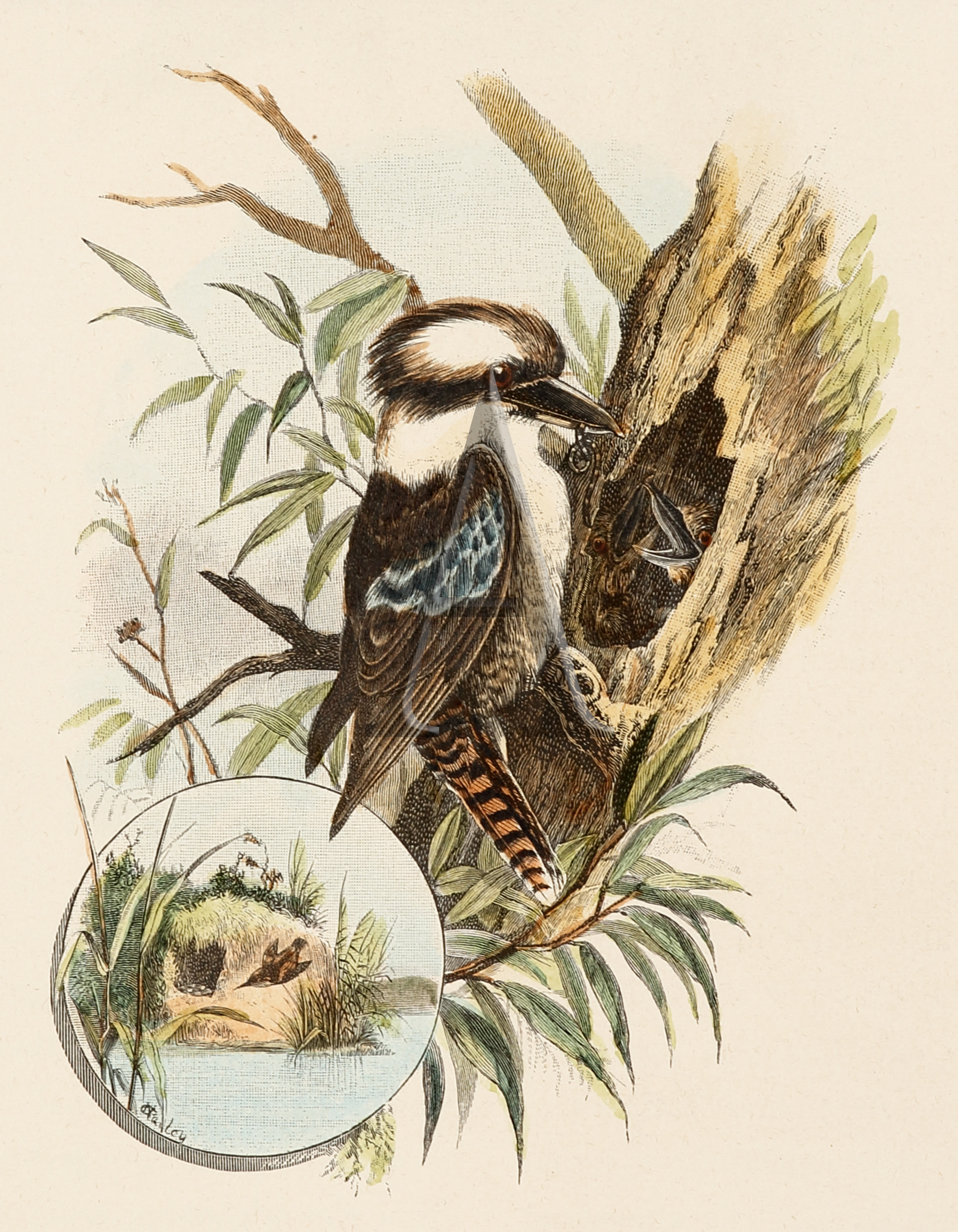 Laughing Jackass. - Antique Print Map Room