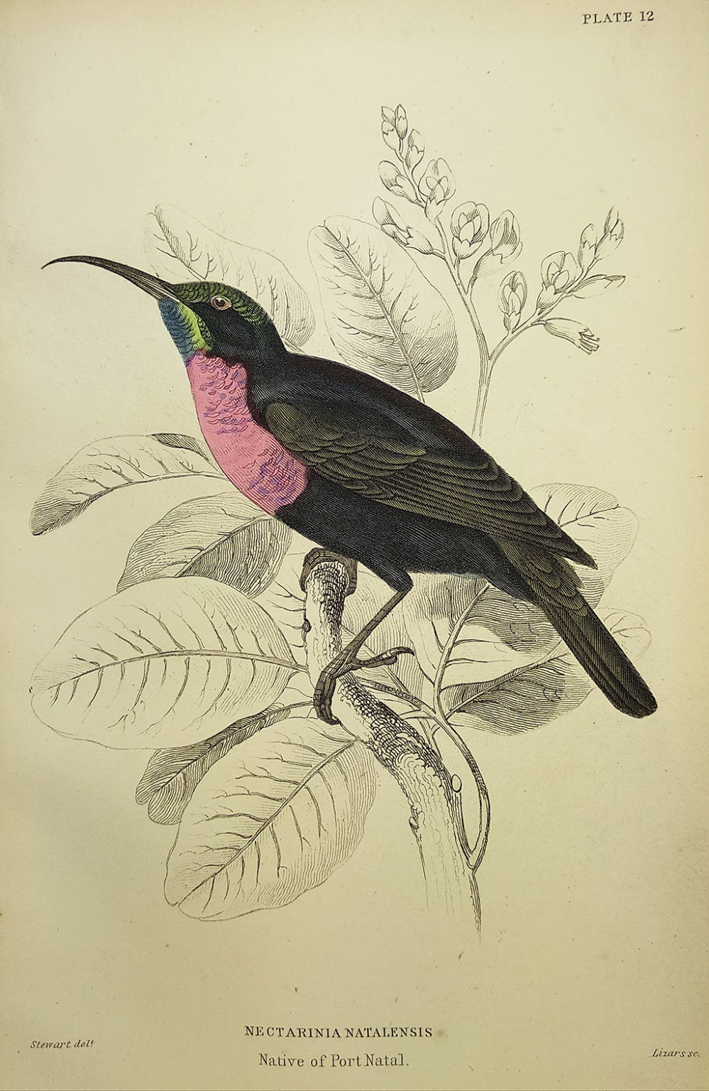 Nectarinia Natalensis. - Antique Print Map Room