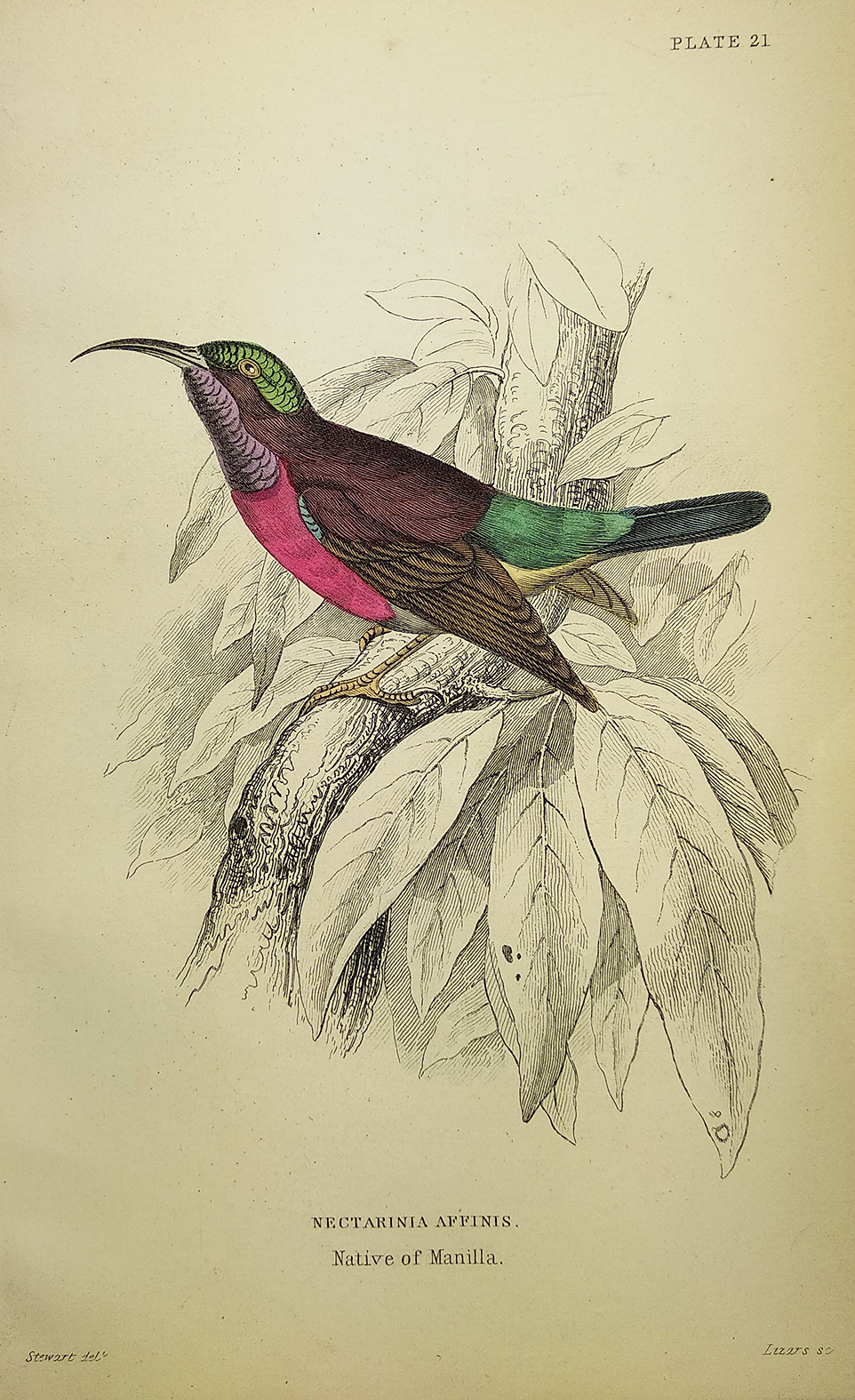 Nectarinia Affinis. | Antique Print Map Room