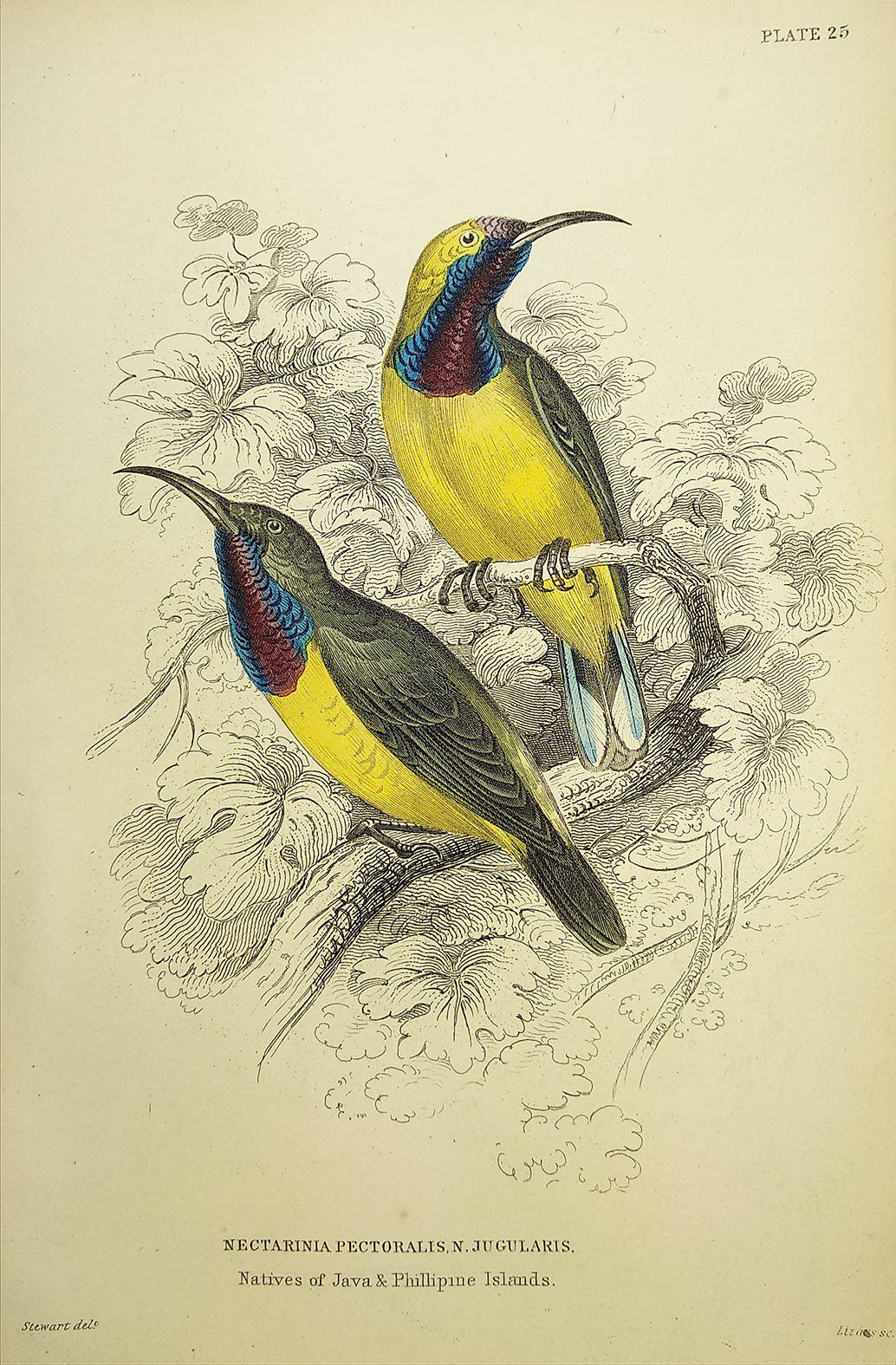 Nectarinia Pectoralis, N. Jugularis. | Antique Print Map Room