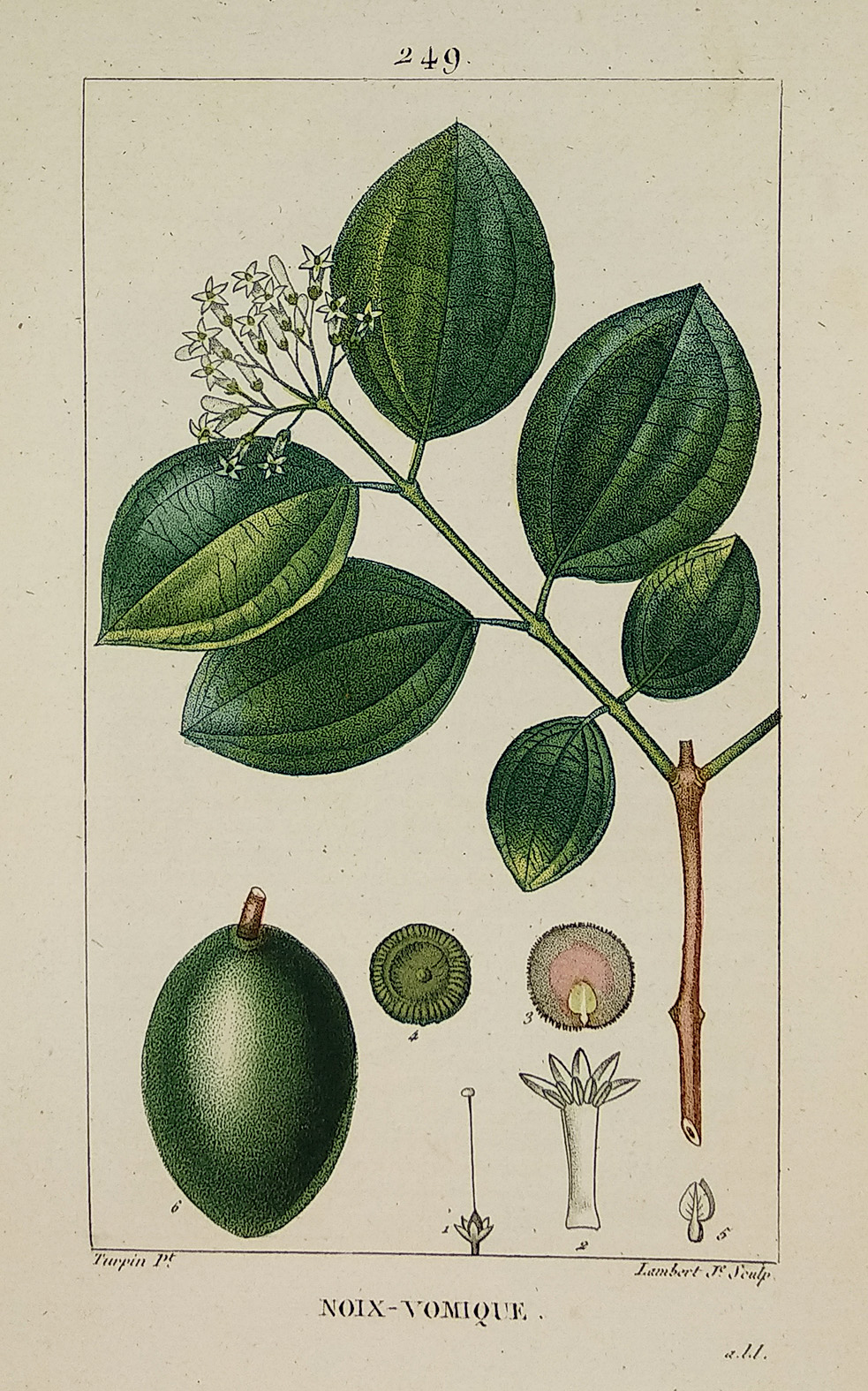 Noix-Vomique. [Poison Nut] - Antique Print Map Room