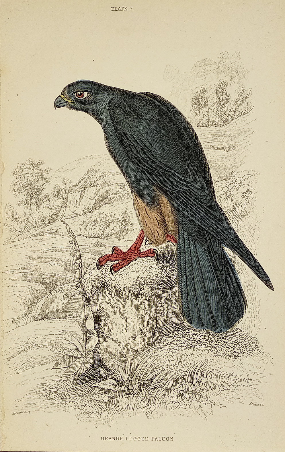 Orange Legged Falcon. | Antique Print Map Room