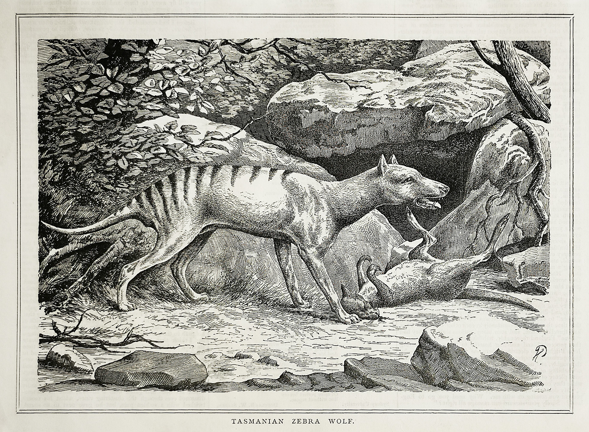 Tasmanian Zebra Wolf. - Antique Print Map Room