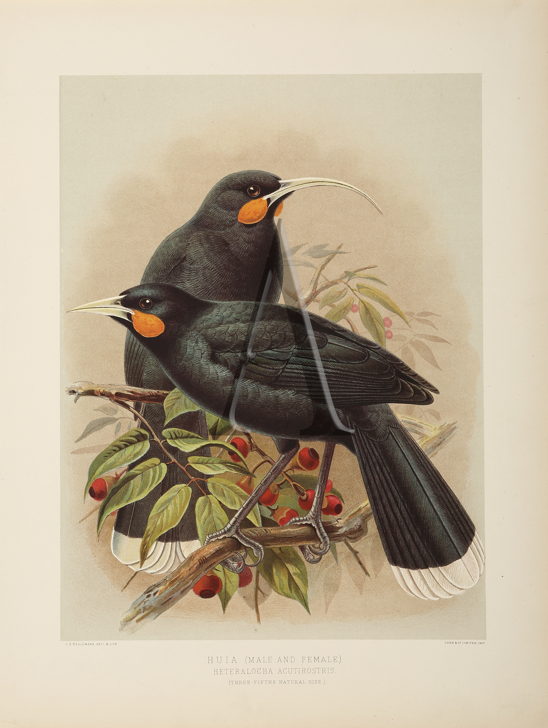 Huia (Male and Female) - Antique Print Map Room