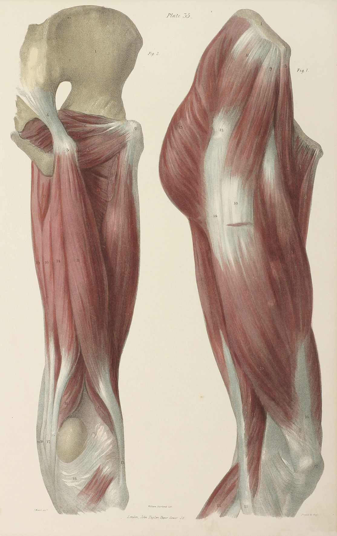 [MUSCLES] Superficial Muscles of the Hip and Anterior Thigh. - Antique ...