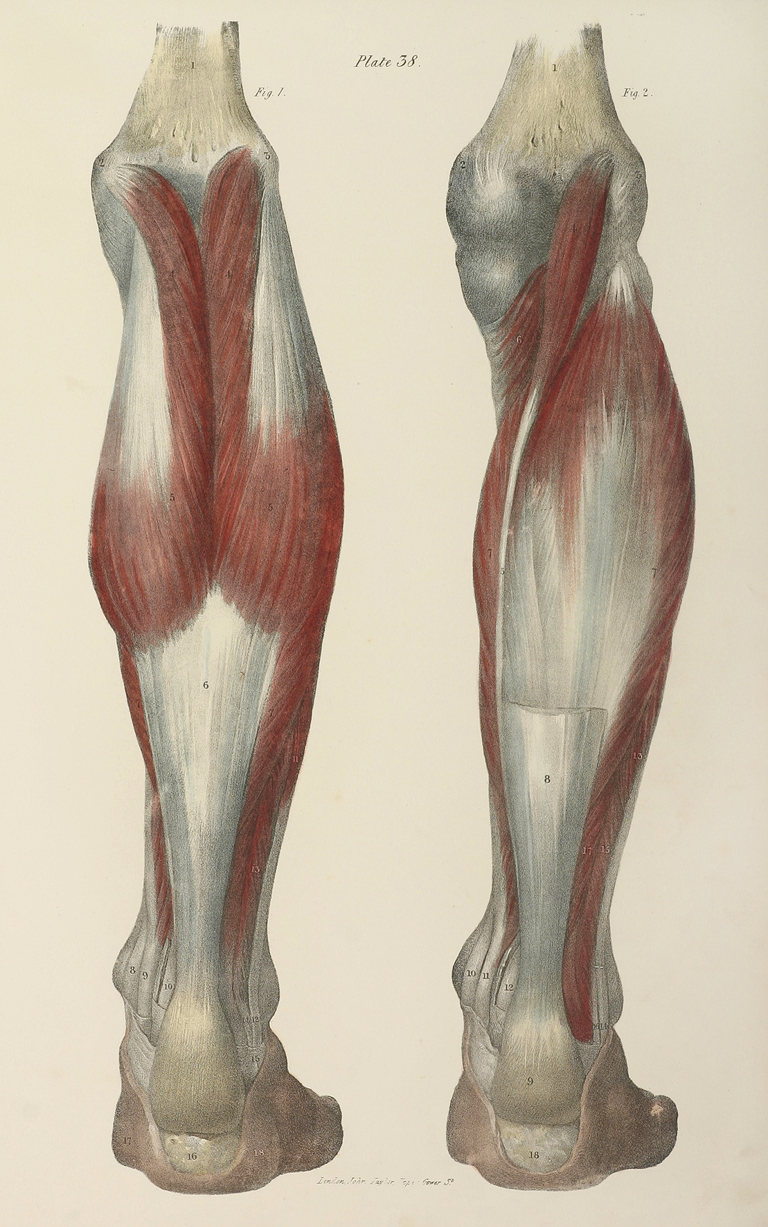 Superficial Muscles of the Calf. - Antique Print Map Room
