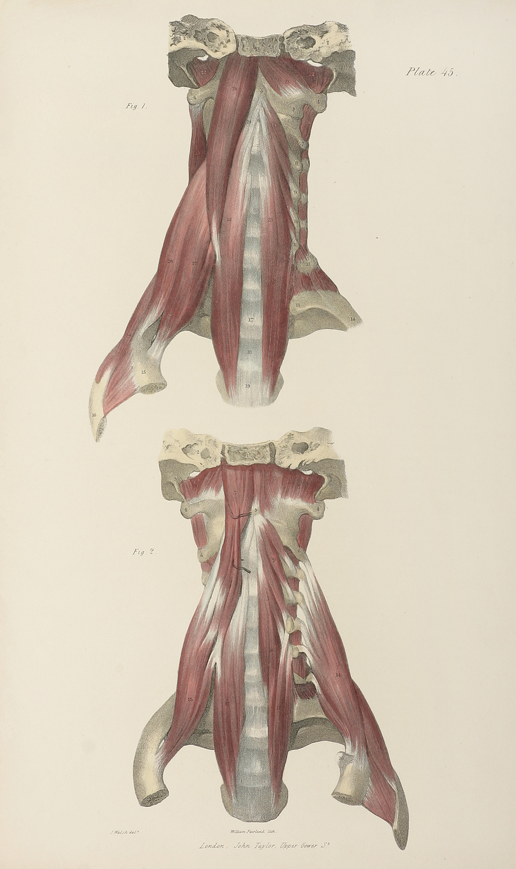 [MUSCLES] Anterior Muscles of the Cervical spine. - Antique Print Map Room