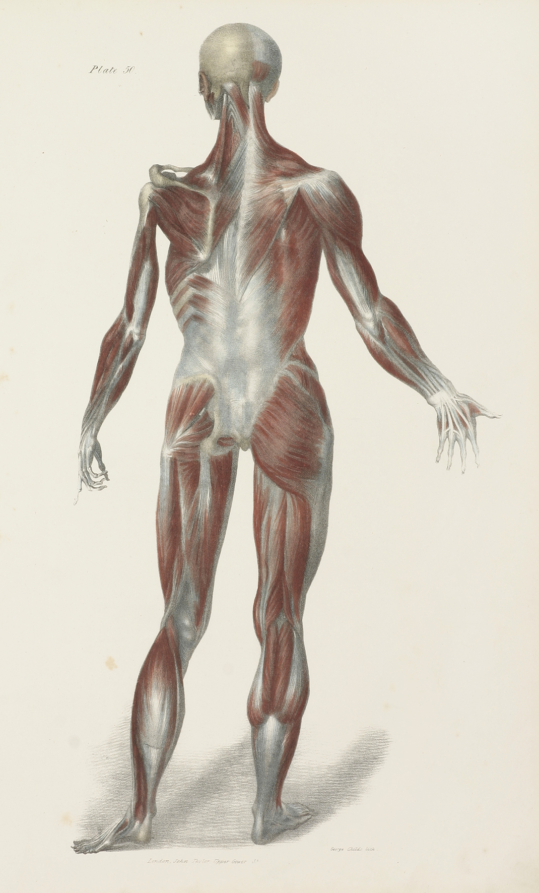 Posterior aspect of the body depicting superficial muscles on one side ...